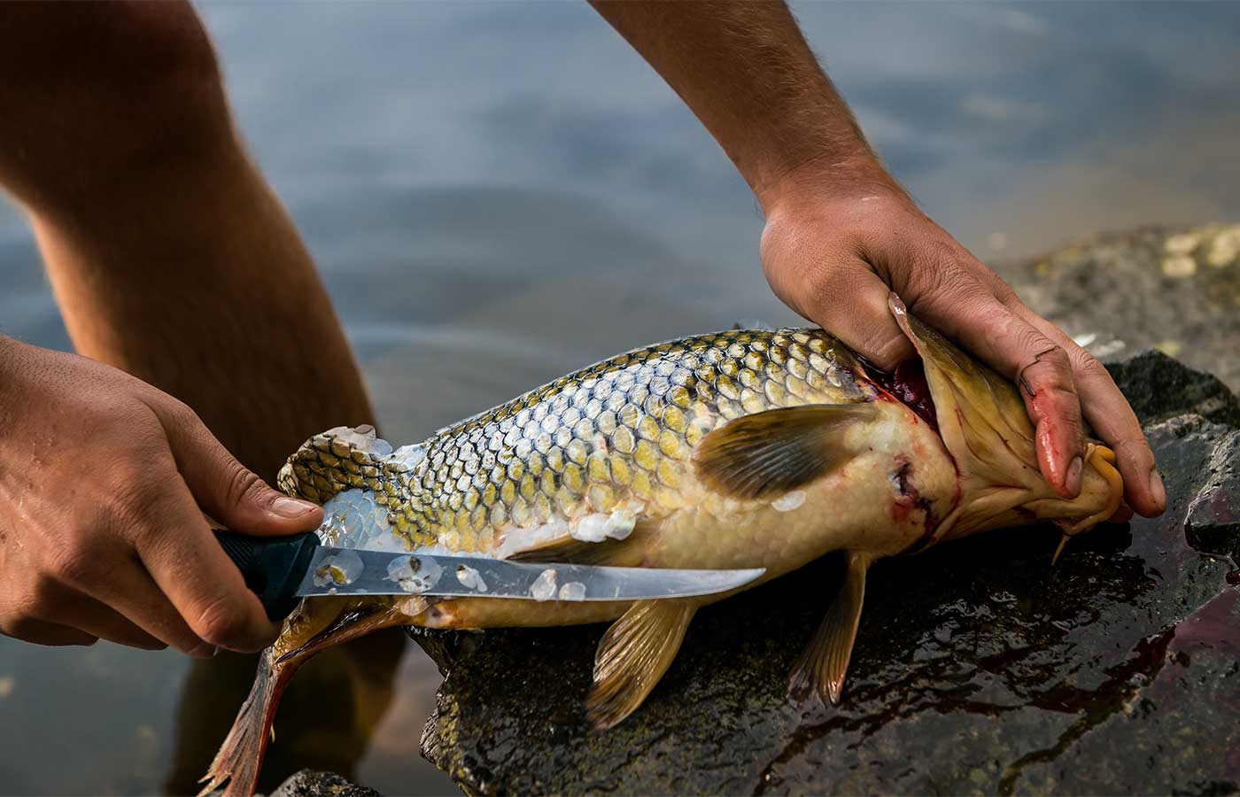 Best Fishing Knives and Cutting Tools: Your Tackle Box's Sharpest Secr – Lucky Bug Lures