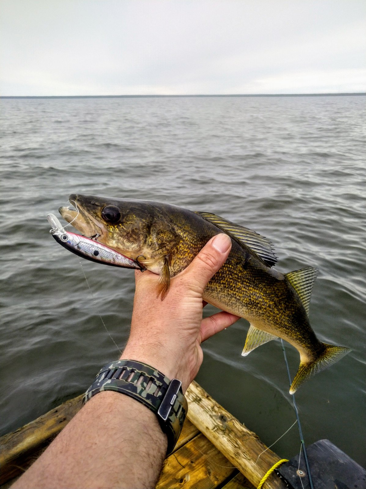 Walleye – Lucky Bug Lures